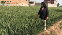 梅子乡村生活VLOG:本期分享给大家小麦的生长环境以及收获季节