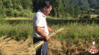 老曹将稻草变废为宝,3种用途作用大,再也别光拿来喂牛了