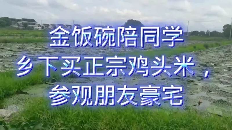 金饭碗陪同学乡下买正宗鸡头米,参观朋友豪宅