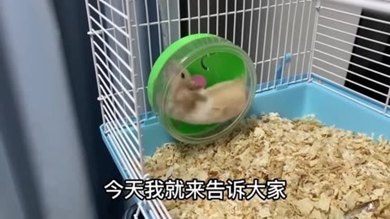 仓鼠怎样才能听主人的话