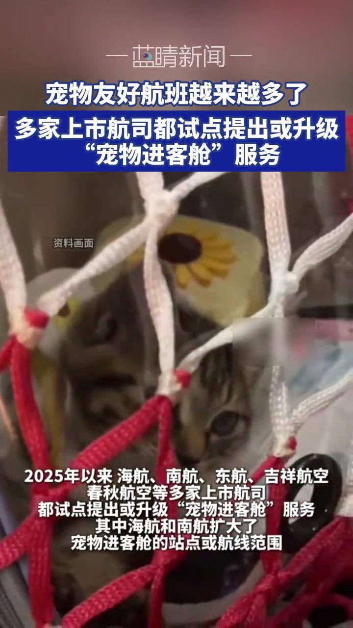 多家上市航司都试点提出或升级"宠物进客舱"服务