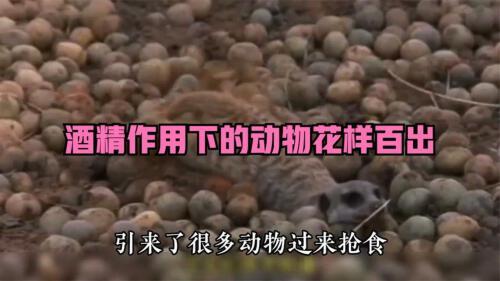 这些动物在酒精的作用,花样百出,难得一见