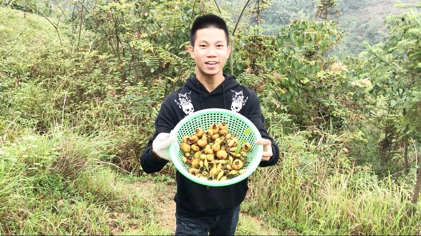 大山深处的野生刺梨,有防癌抗癌抗衰老功能小伙摘回去给爸爸泡酒