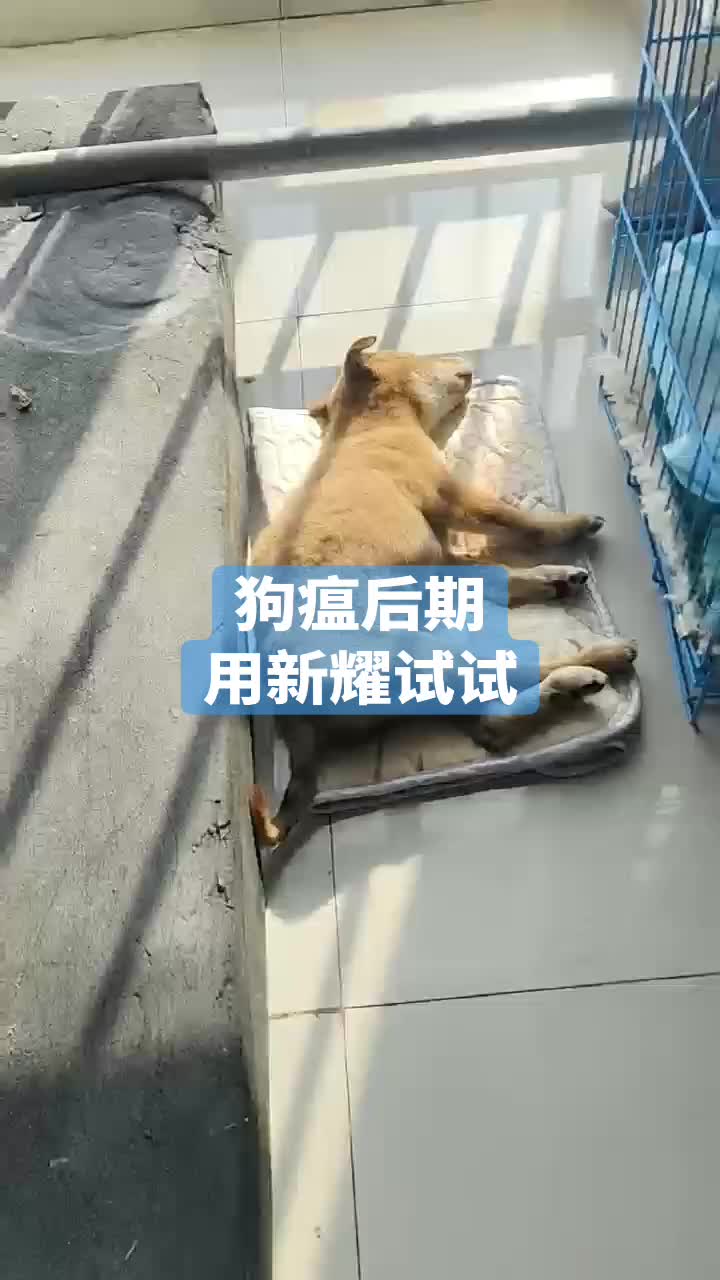 狗瘟后期抽搐神经症状#兽医#执业兽医师#临床医学#临床系