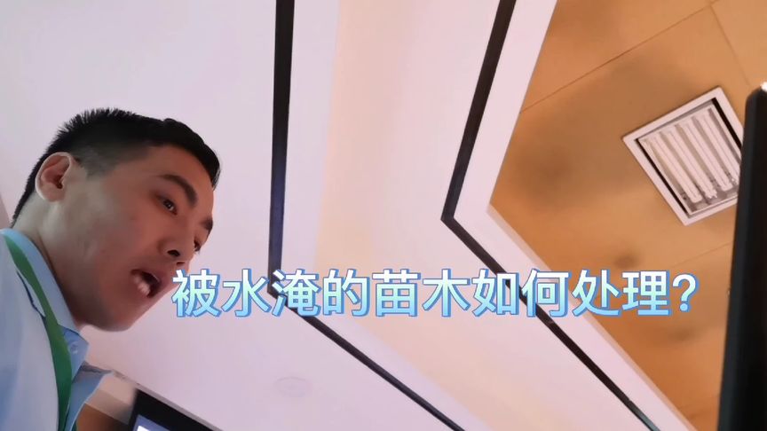 被水淹的苗木如何处理?