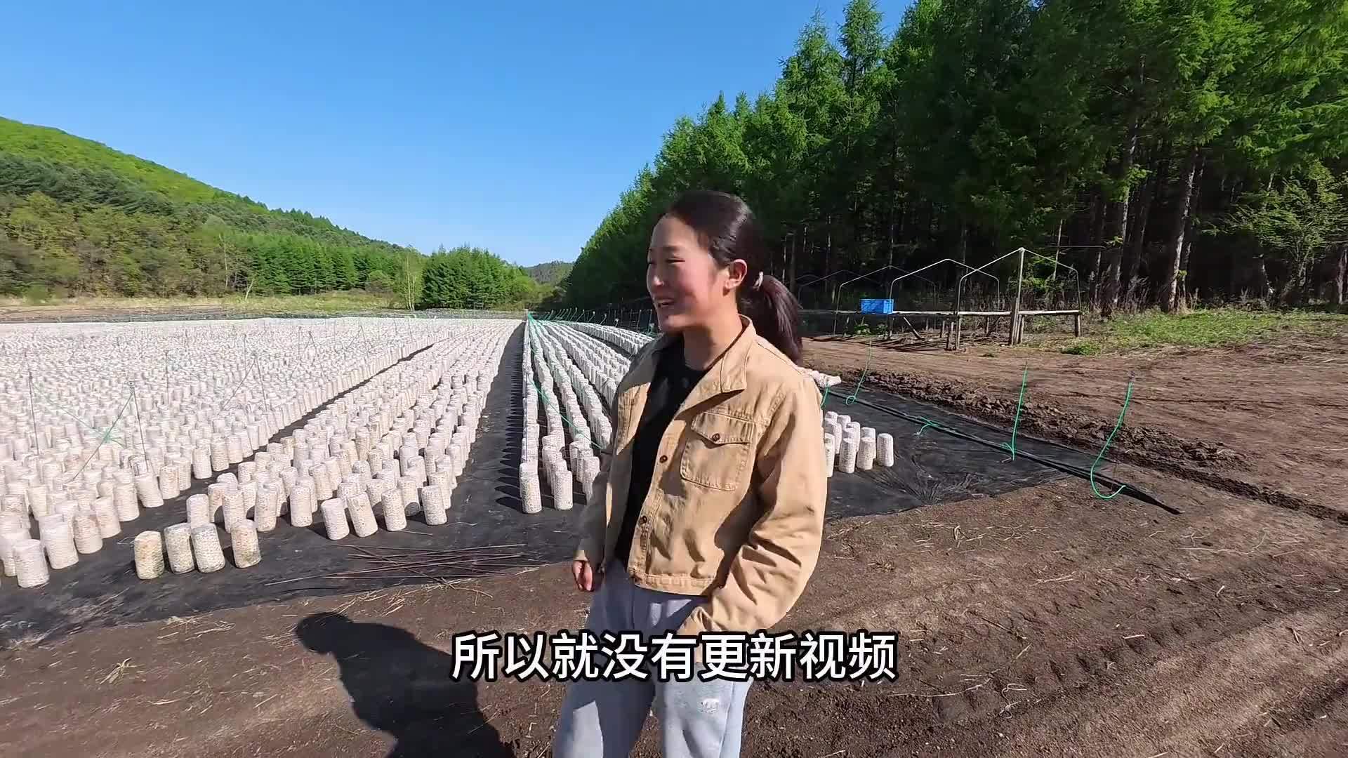 和对象返乡创业在东北大山里种木耳