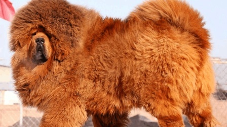 ...b>全球十大猛犬排名,藏獒未进前三,第一名乃犬.