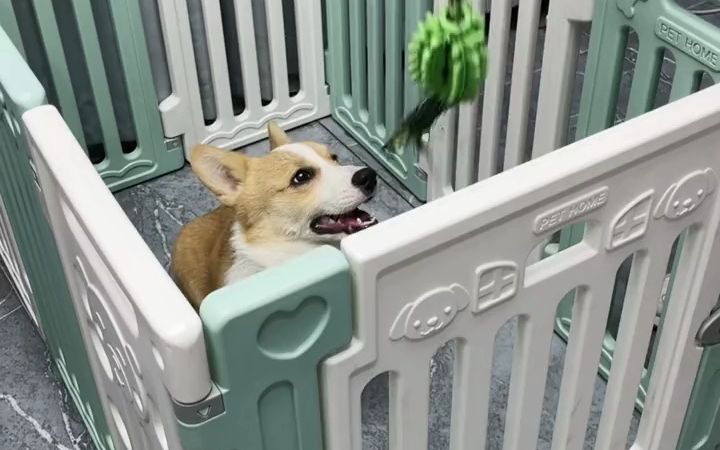 给毛孩子买家具,还是要选择材质好、安全、健康的产品!