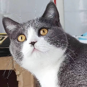 拂晓云月 