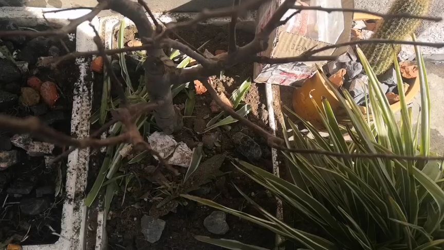 种树好季节,我也来种两棵小树苗