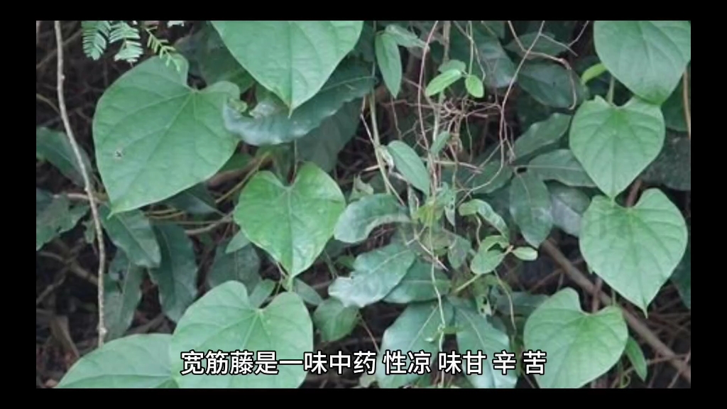 宽筋藤-知识-科普,喜欢你点赞收藏转发!
