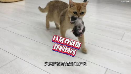 偷偷把流浪小奶猫带回家,当母猫接受它的那一刻,你们都忍住别哭