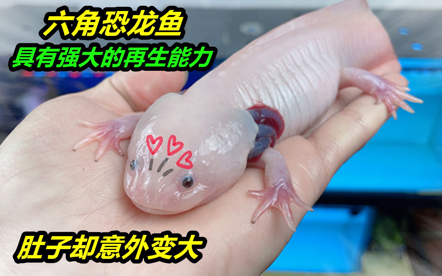 神奇的六角恐龙鱼,长着四条腿可以爬行,具有强大的再生能力