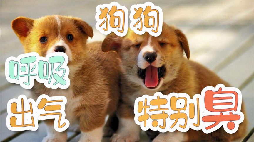 狗狗呼吸出气特别臭,宠物狗呼吸出气特别臭