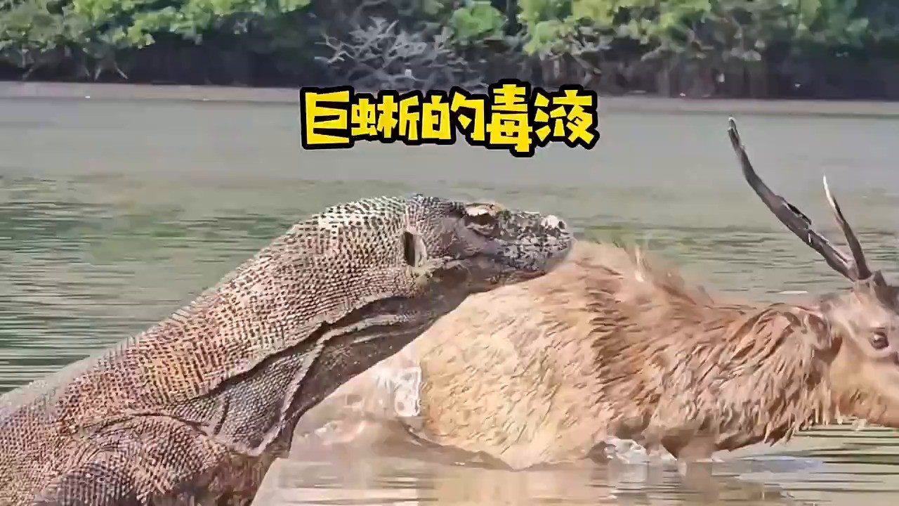 人被科莫多巨蜥咬伤以后会怎么样呢 动物科普 神奇动物