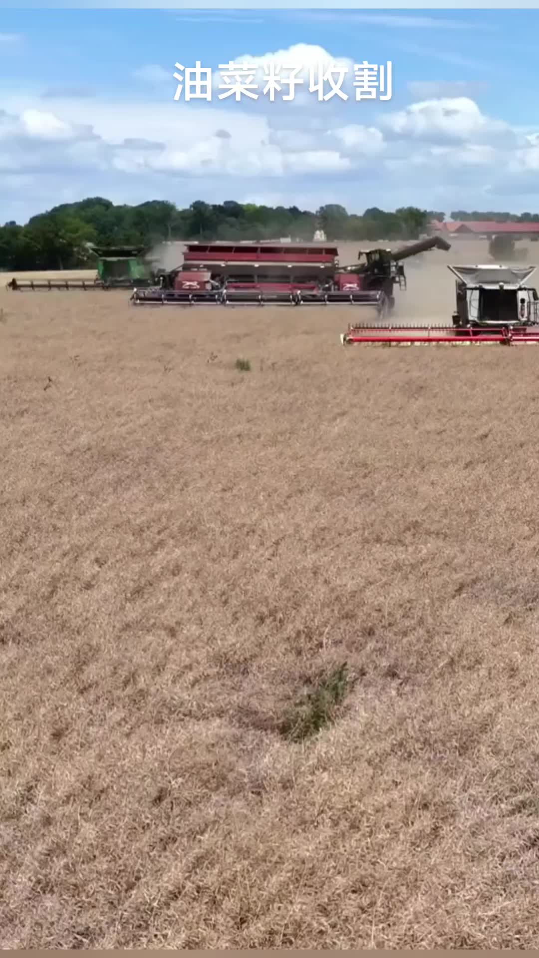 油菜籽收割#农机 #农业