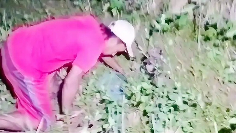 印尼小哥趁着月色在田里捕鸟
