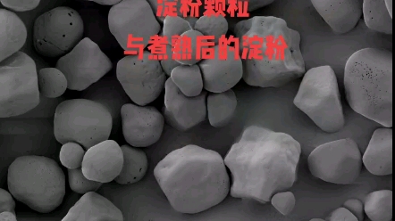 电子显微镜观察淀粉煮熟后的变化