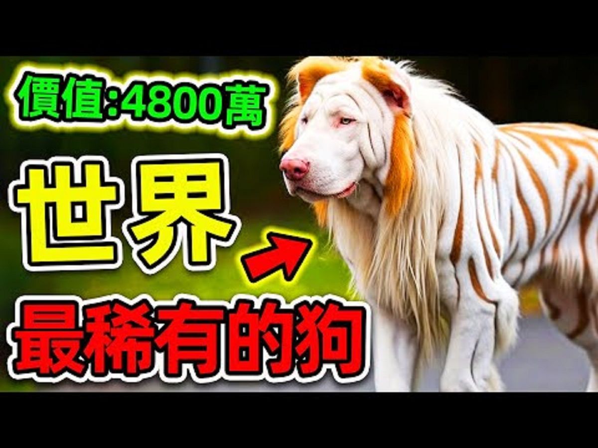 全世界最稀有的15种狗!藏獒只排第10,第一名堪比中国熊猫,有钱也买...
