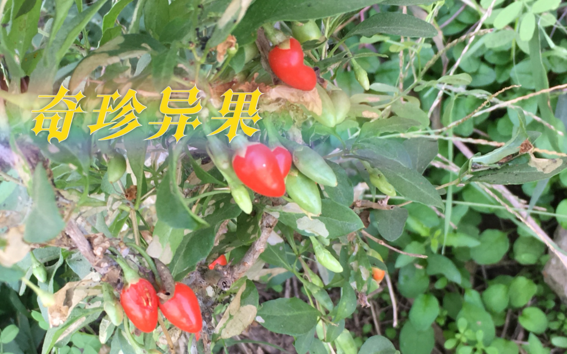 【奇珍异果】农村地头生长的奇异果子你可见过?