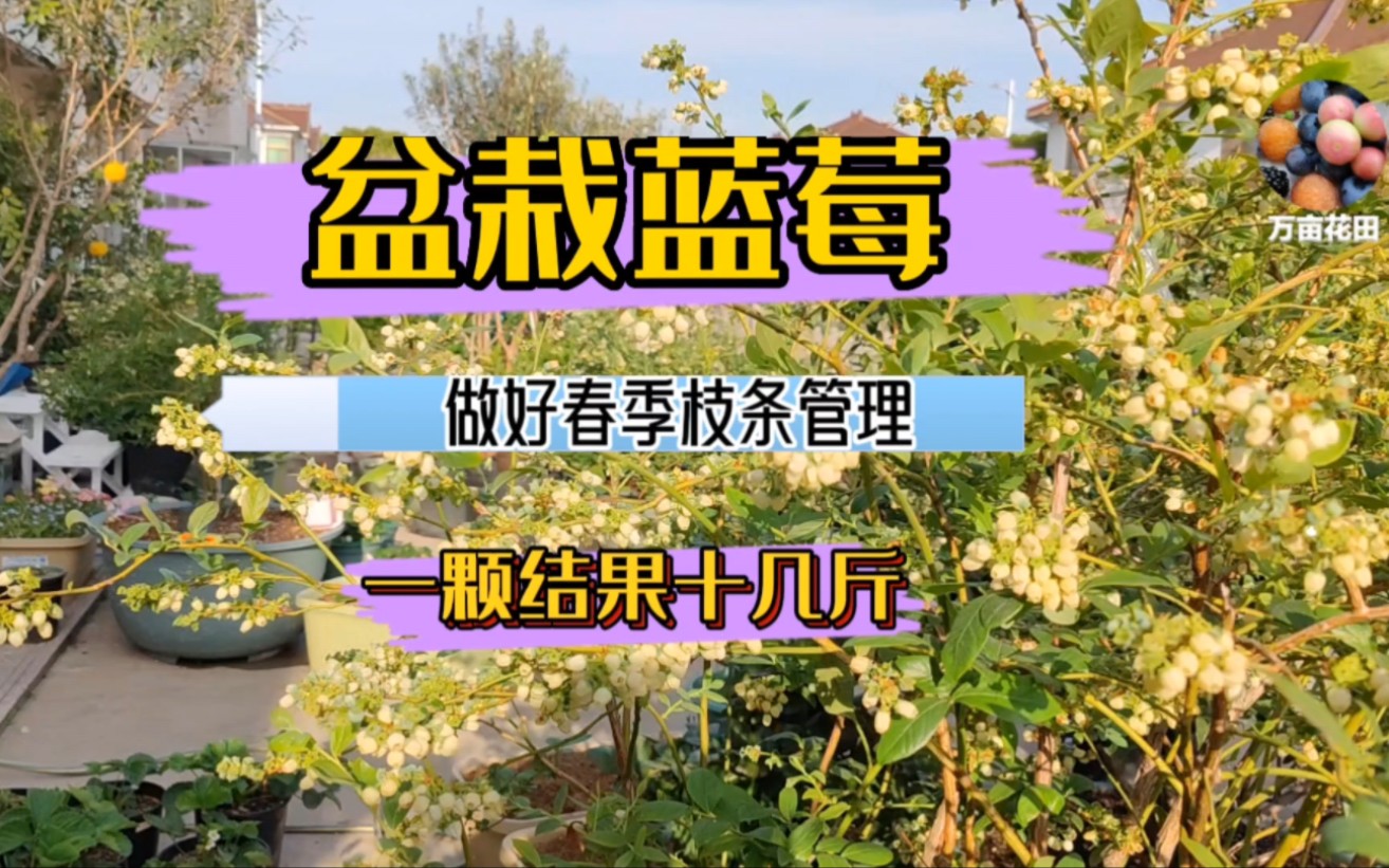盆栽蓝莓一颗结十几斤果的技巧:3月整枝