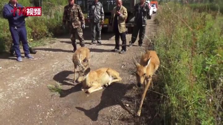 4只“东北神兽”在内蒙古被放生