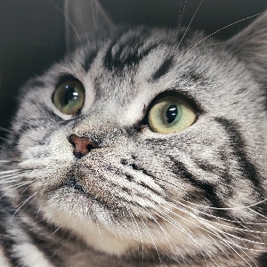 满嘴跑火车的杨老师 