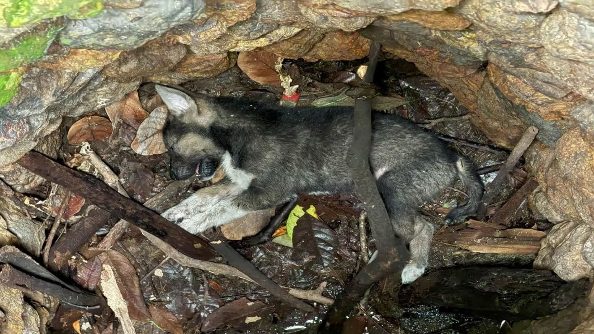 狗狗被困枯井奄奄一息,小哥冒险下井紧急施救,暖心结局看哭众人