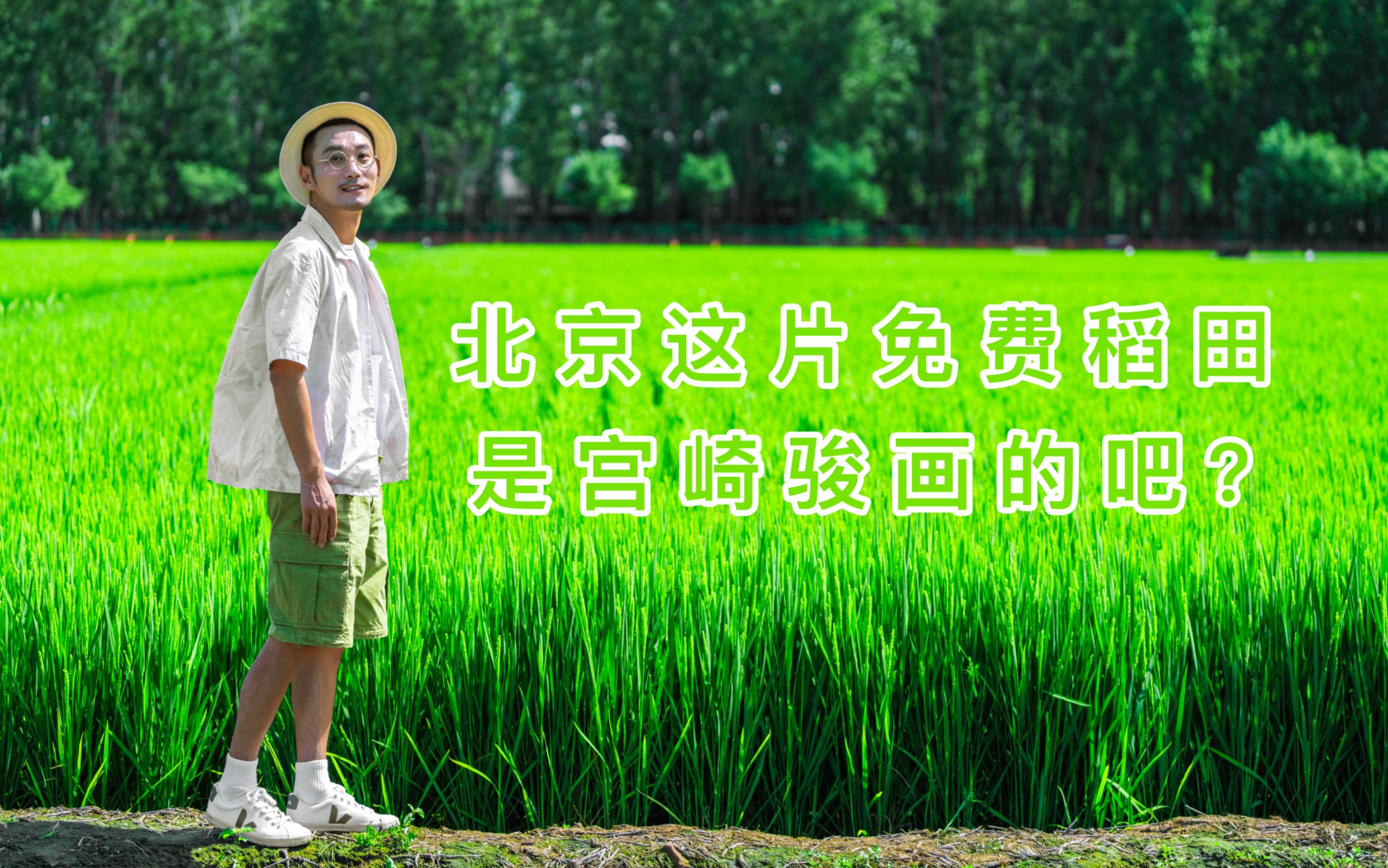 天啊!北京这片免费稻田是宫崎骏画的吧?