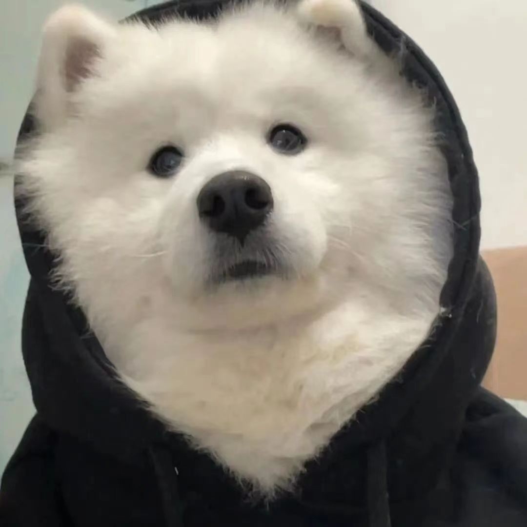 失忆阿鲲 