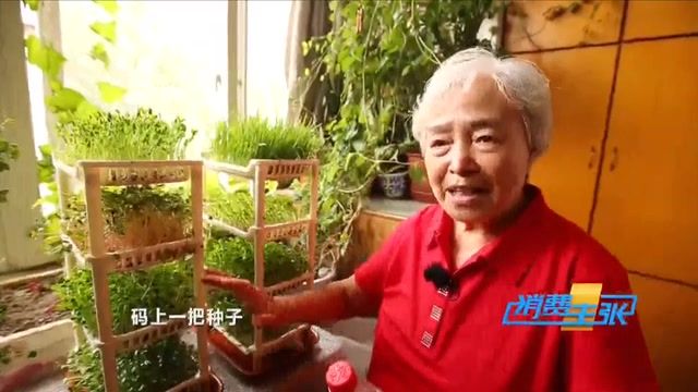 北京阿姨用纸种菜,无公害还省事省力,这是怎么回事?