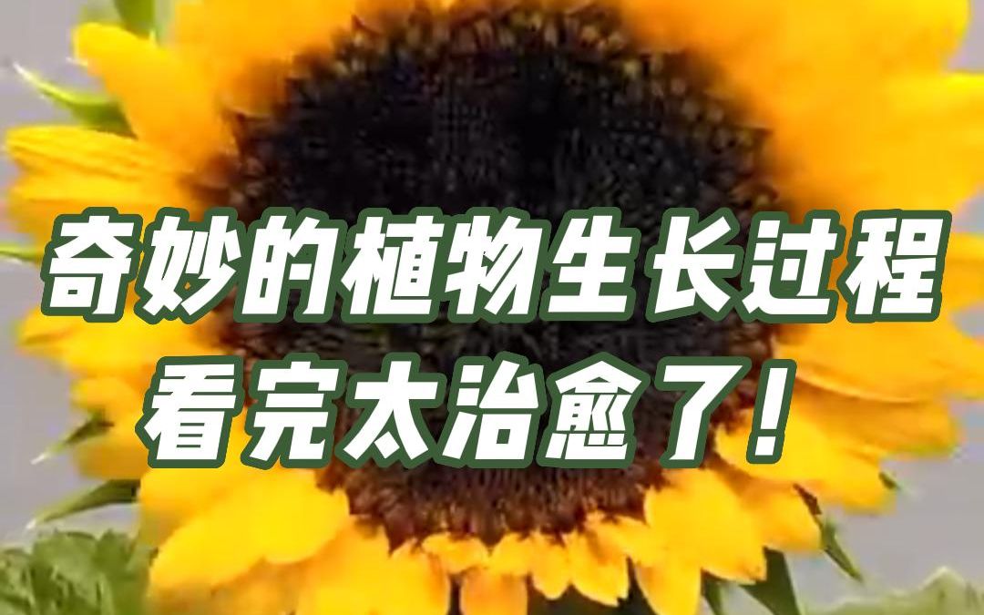 奇妙的植物生长过程,看完超治愈!