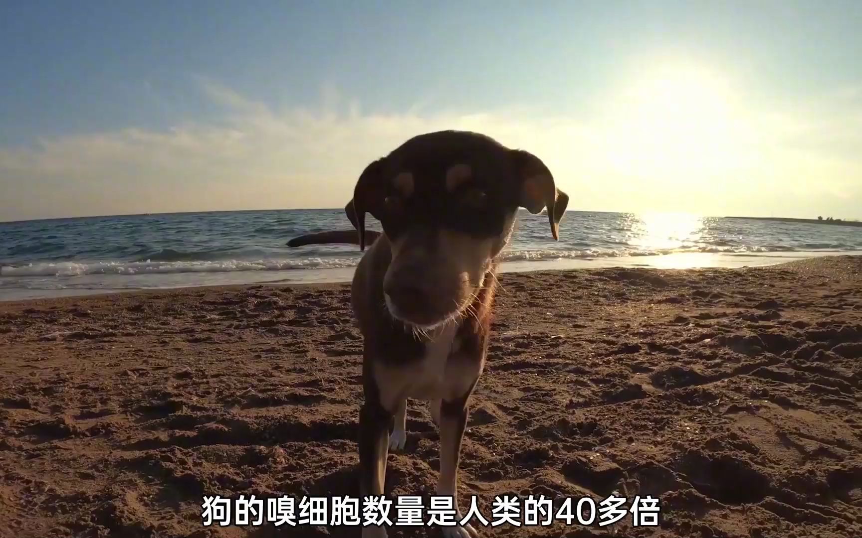 嗅觉是怎么产生的?人类的感知能力真的弱爆了吗?