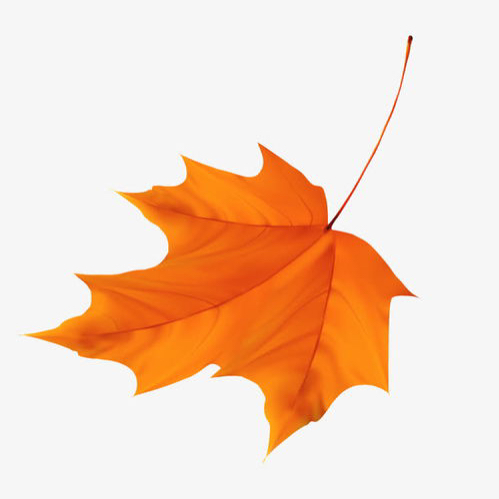 一条枫叶 