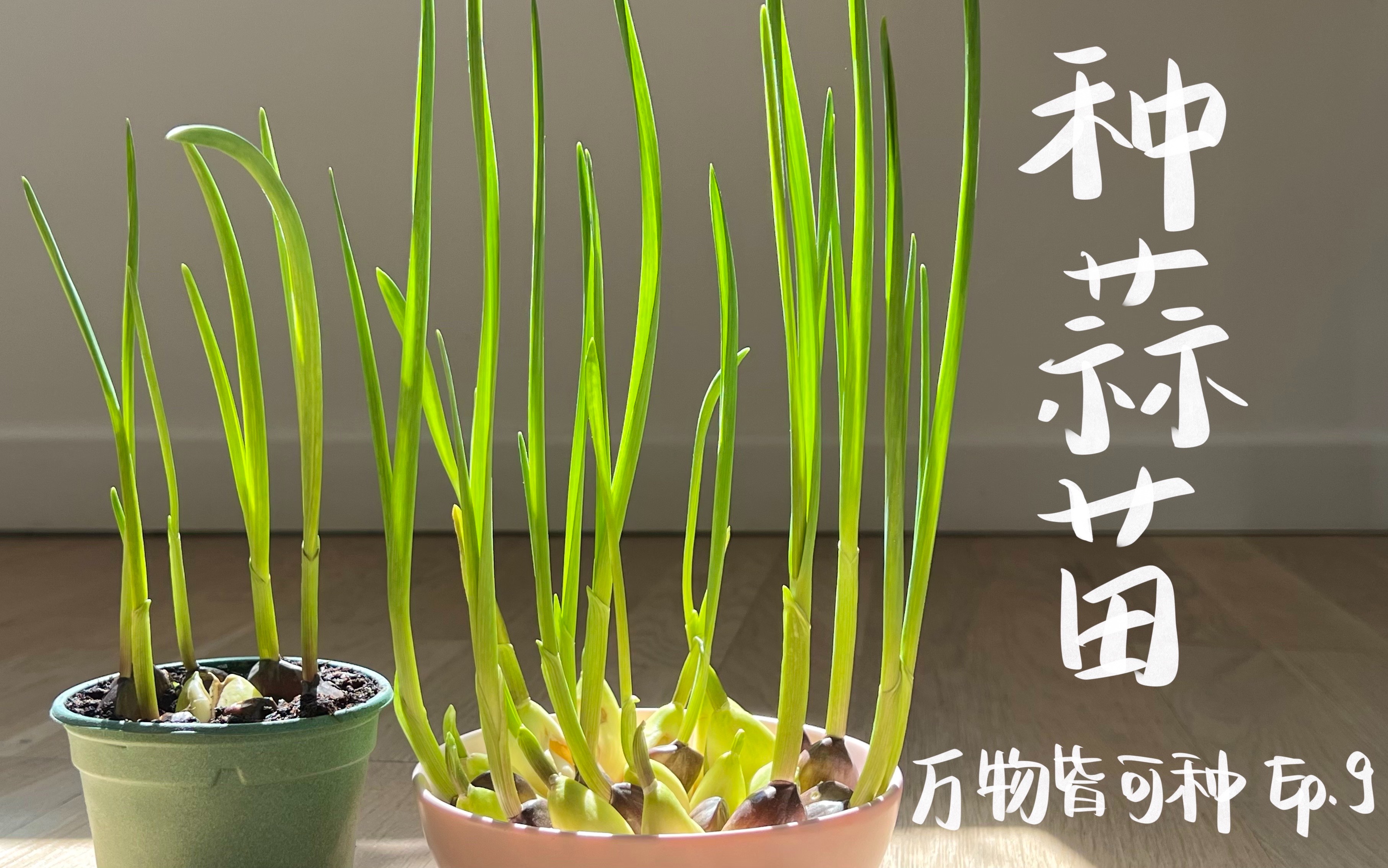 种蒜苗 土培or水培? -万物皆可种系列