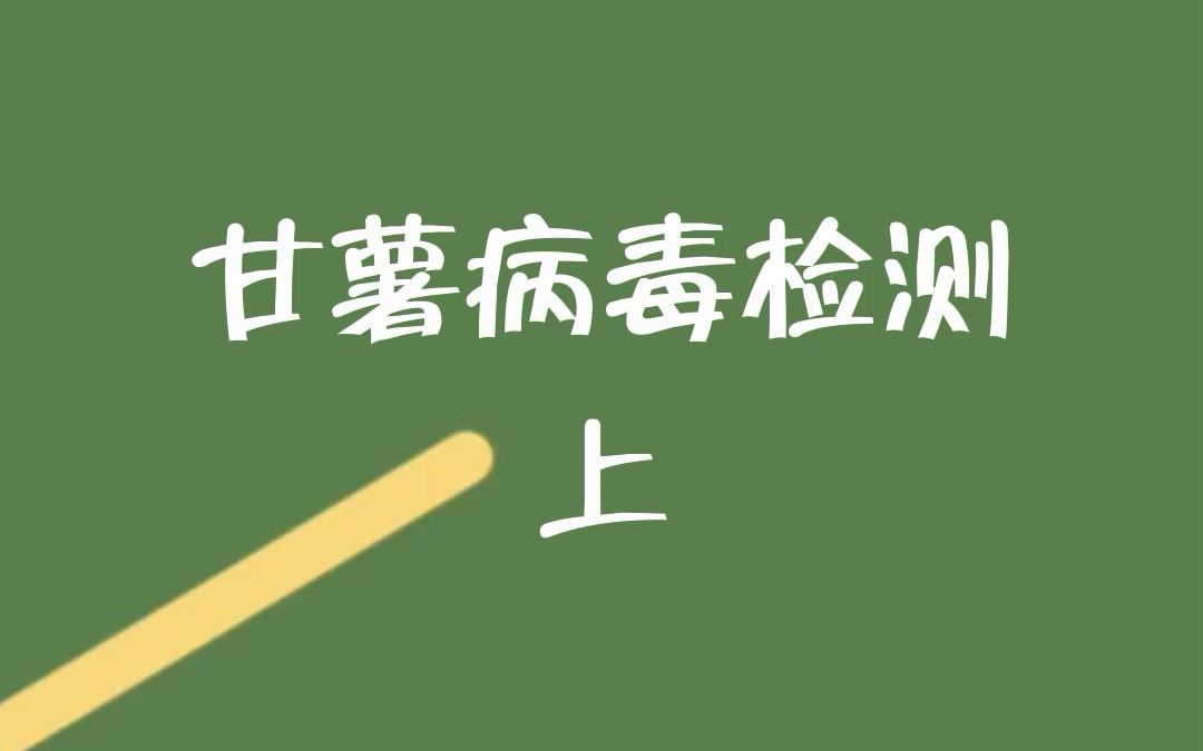 13甘薯病毒检测上