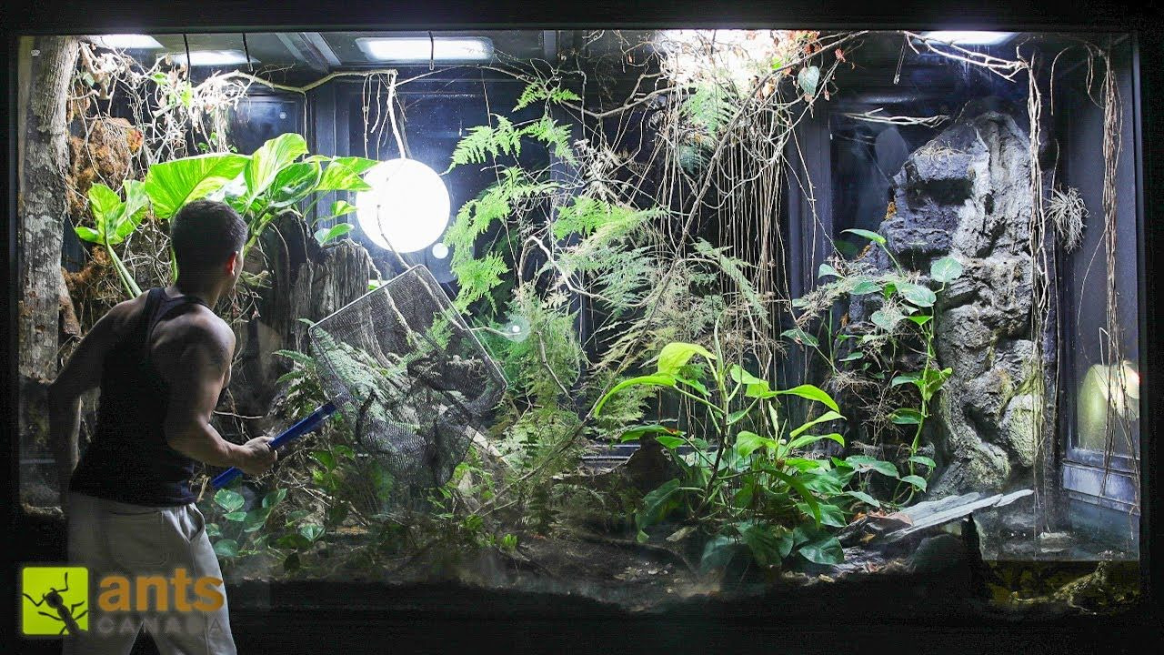 巨型热带雨林模拟生态系统 重大更新