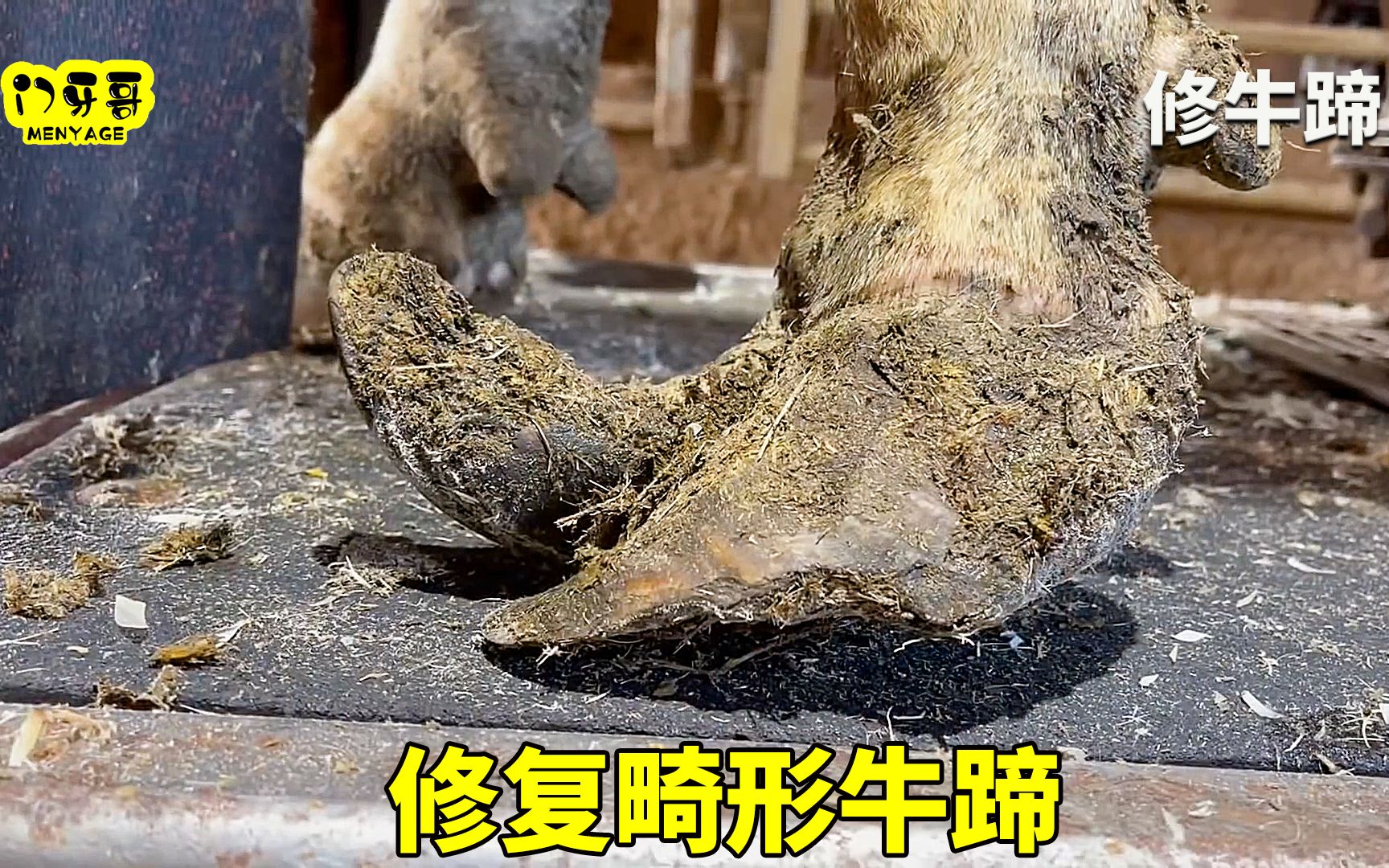 治愈版修牛蹄纪录片:这只牛蹄长出了角,看看怎么修复
