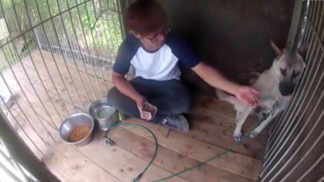 小区成了斗兽场,流浪狗肆意捕杀流浪猫,小哥出手后直接驯服狗狗