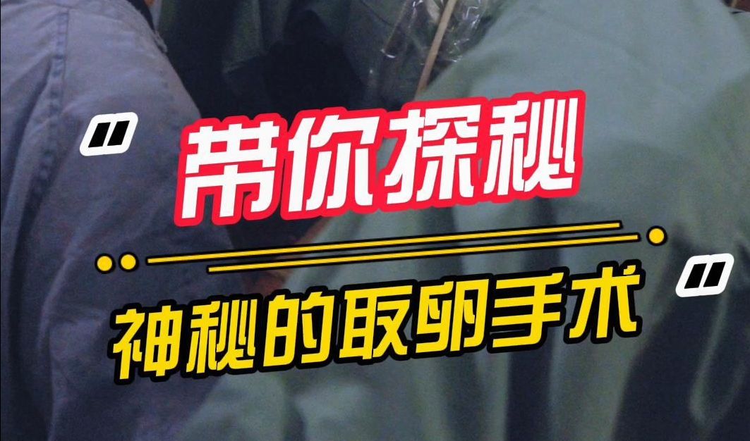 带你探秘 神秘的取卵手术