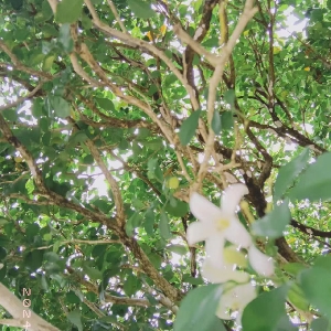 何处风潇雨凌霖 