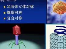 病毒的结构与化学组成-菏泽医专
