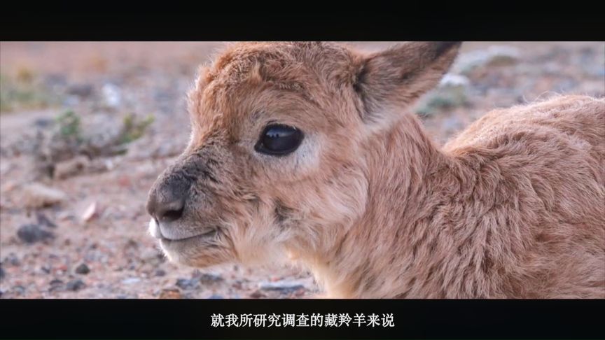 中国的野生动物保护做得怎么样?