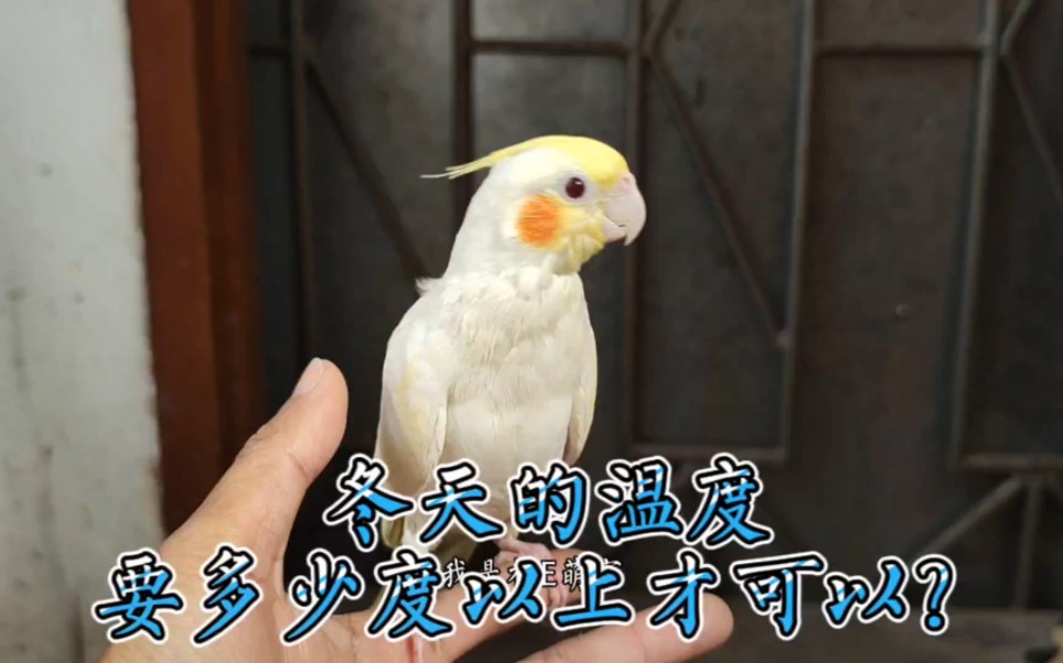 冬天饲养鹦鹉,温度要多少度以上才可以