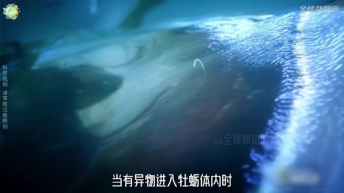 珍珠是如何形成的?一定要看到最后