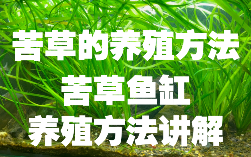 苦草养殖方法讲解,如果将苦草养出状态,苦草适合养什么鱼