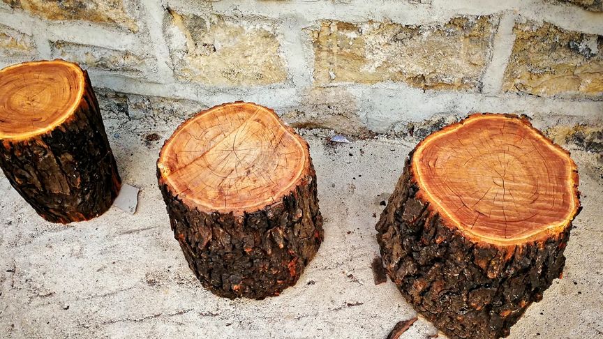 香椿木在农村里面随处见到,这种木材有什么用途呢?