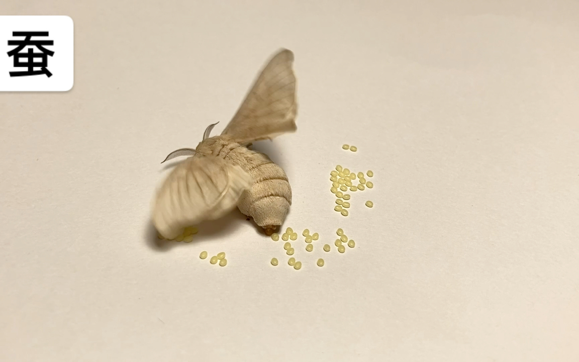 一只正在产卵的蚕