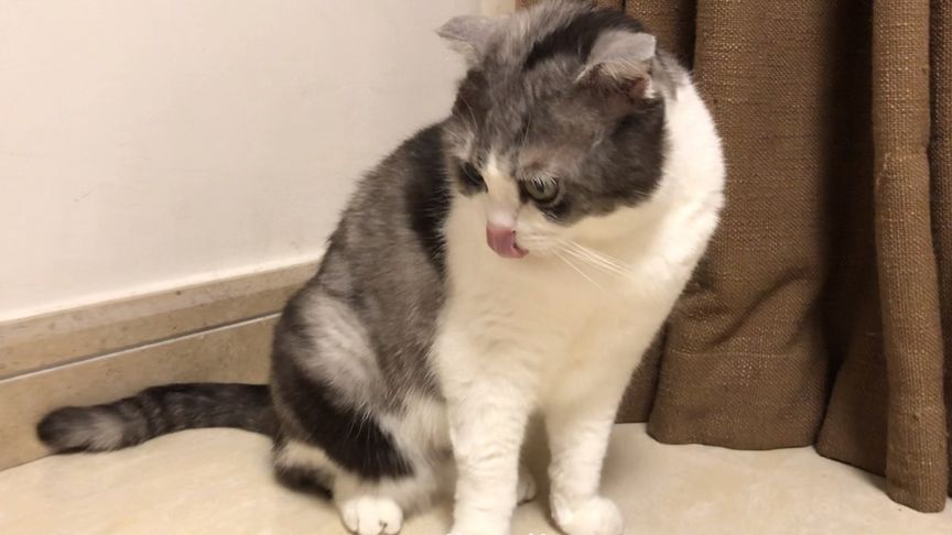 猫咪:棉签消失之迷!