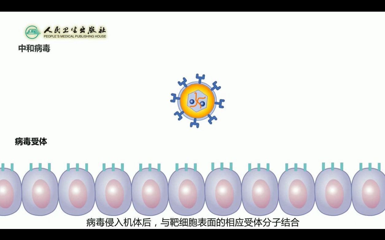 4-2 免疫球蛋白的功能——特异性结合抗原